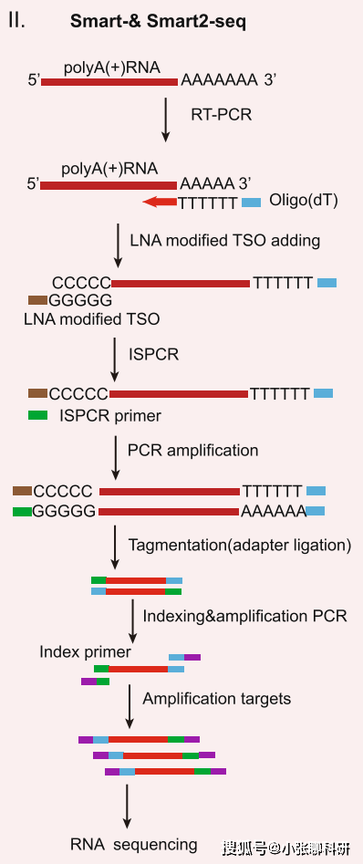 国自然加分新技术之Smart-seq技术_细胞_Smart-Seq_进行
