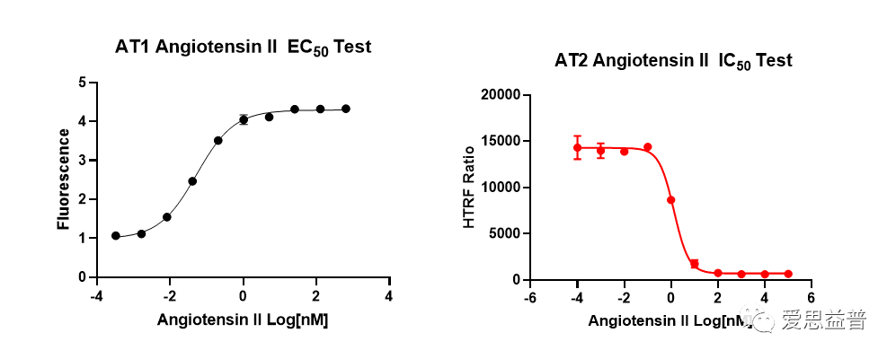 《爱求索》之血管紧张素AT1和AT2受体在疾病中的作用_Ang_细胞_包括