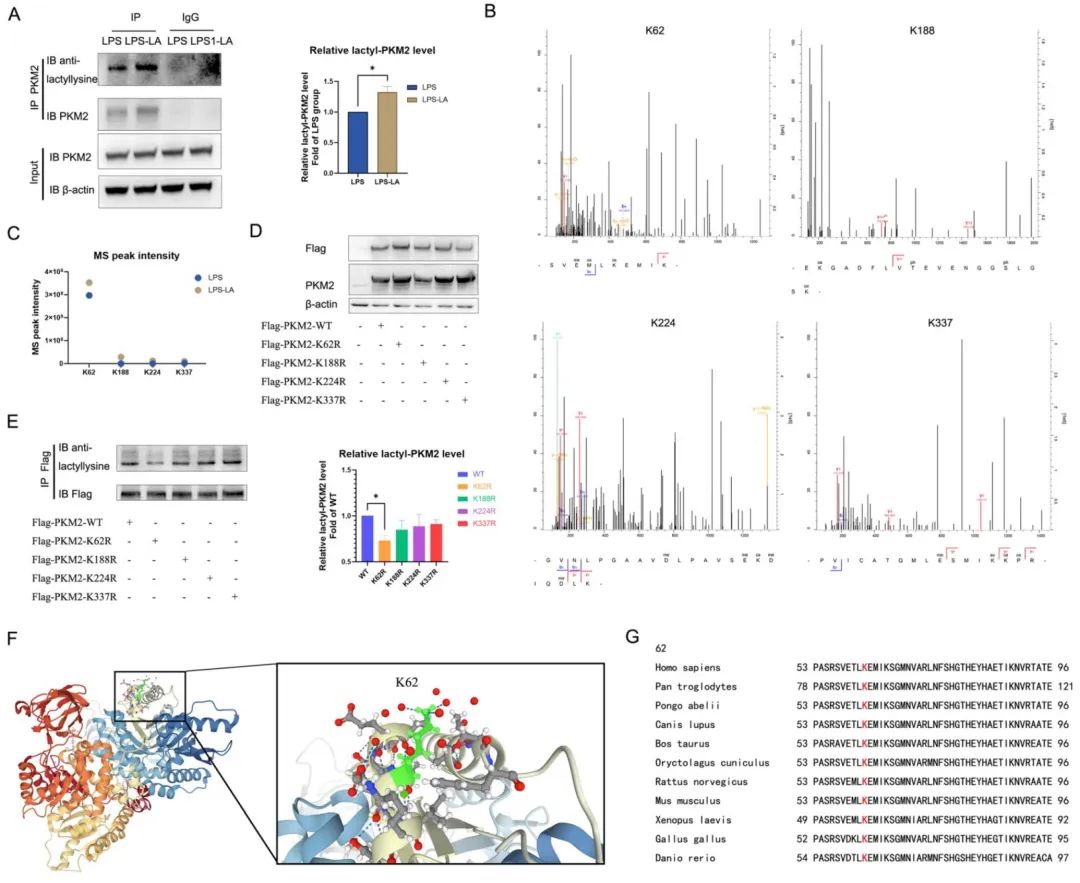 Int J Biol Sci | 章雄/刘琰团队报道PKM2乳酸化修饰代谢调控机制_相关