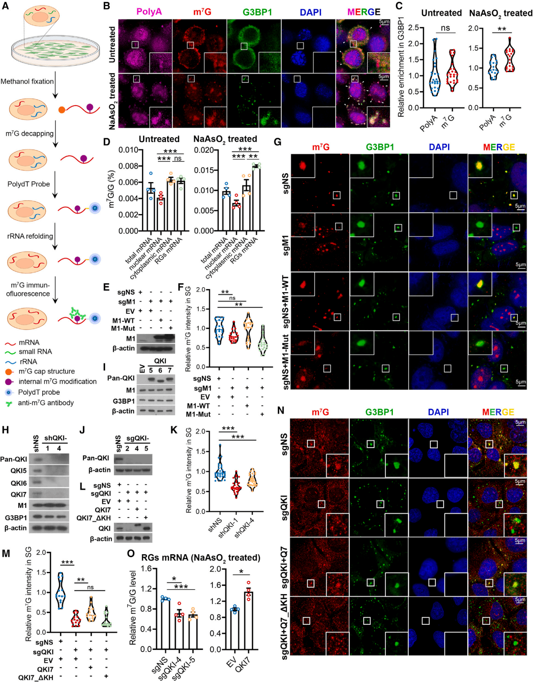 【神刊文献解读】CELL高分前沿文献分享_富集_识别_细胞质