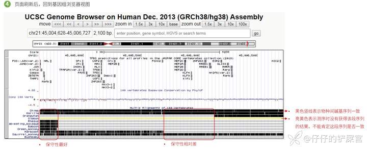 【科研工具包】转录因子预测及优化策略 ——JASPAR、NCBI、UCSC数据库联用_基因_序列_位点