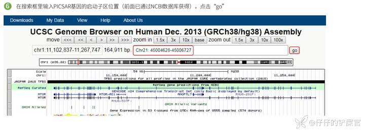 【科研工具包】转录因子预测及优化策略 ——JASPAR、NCBI、UCSC数据库联用_基因_序列_位点
