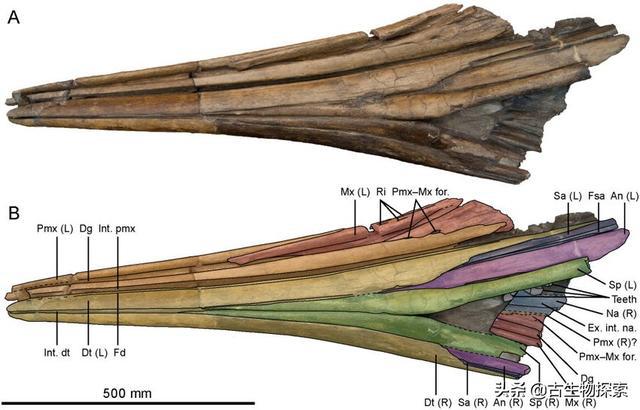 最后的鱼龙，见证中生代海洋家族的落幕_手机搜狐网