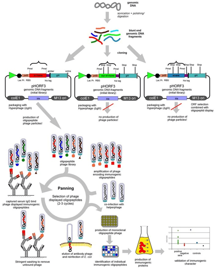 噬菌体展示原理及技术解析_抗体