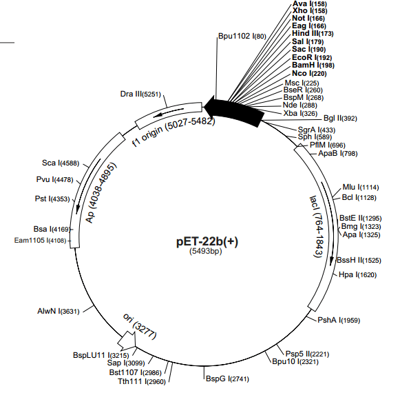 pET-22b(+)载体质粒图谱、序列、说明书、价格