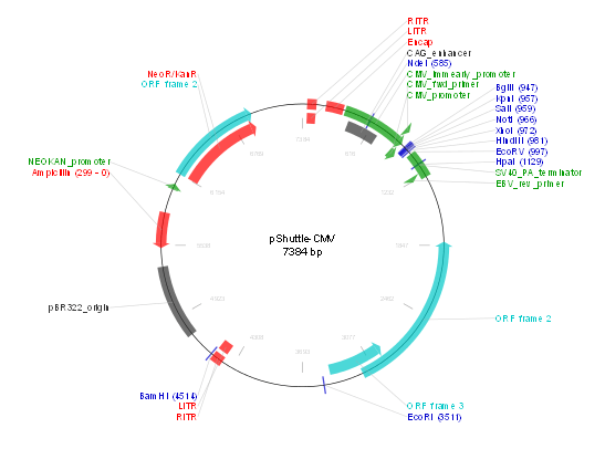 pShuttle-CMV载体质粒图谱、序列、说明书、价格_is