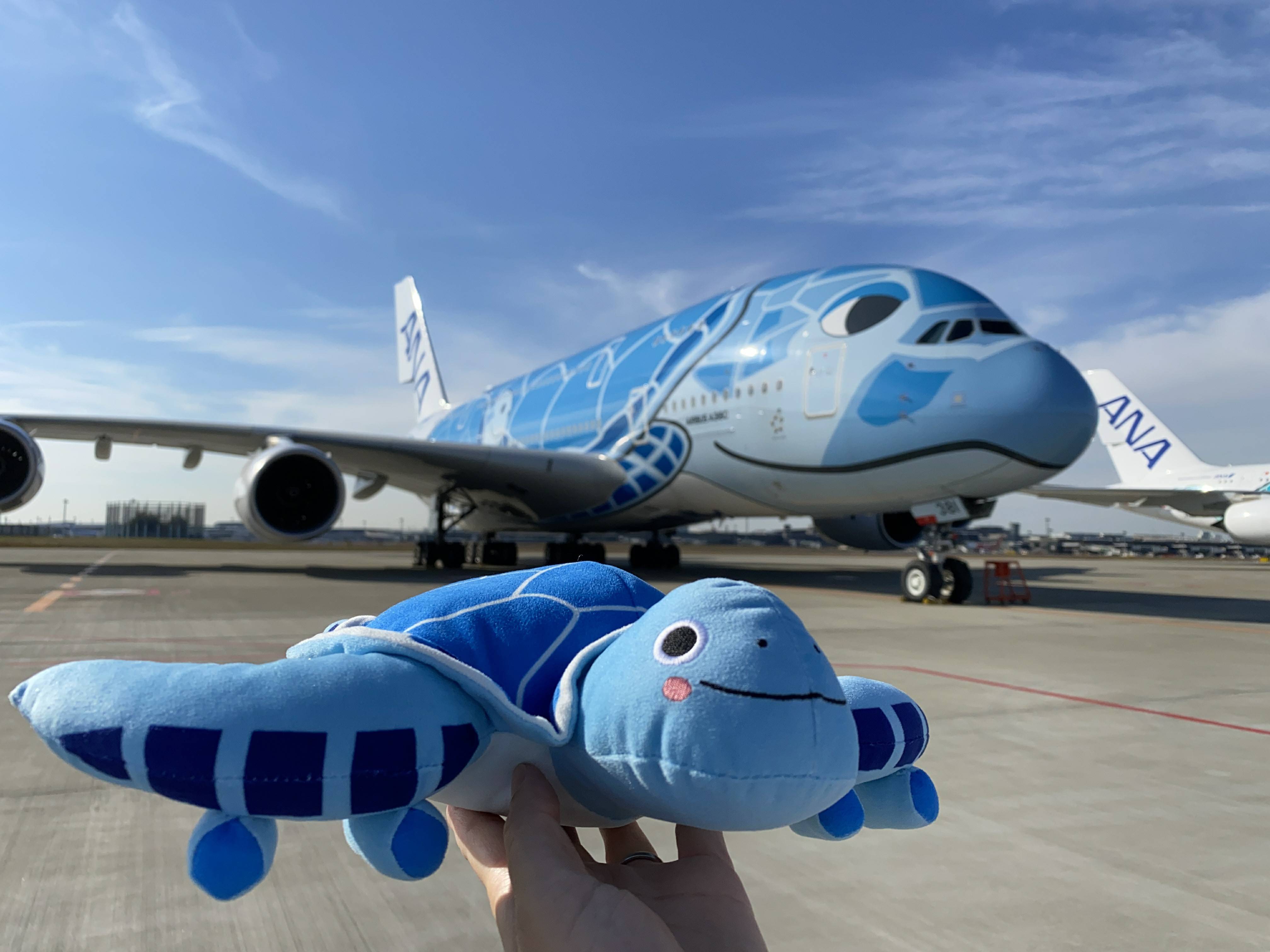 ANA “海龟小队”集结完毕！-搜狐大视野-搜狐新闻