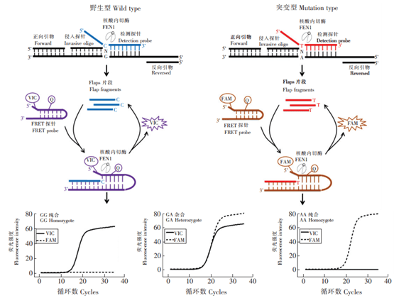 极客学院|分子诊断技术——Invader assay_检测_探针_荧光