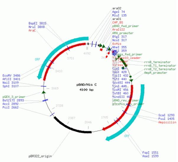 pBAD/His C载体质粒图谱、序列、说明书、价格_araBad_大肠杆菌_蛋白