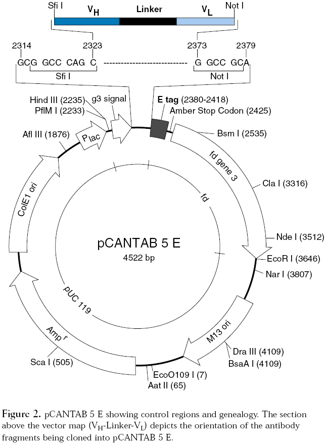 pCANTAB 5E载体质粒图谱、序列、说明书、价格_噬菌体_pComb_scFv