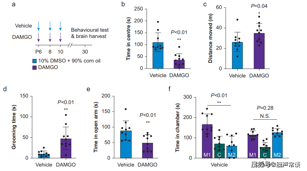 脑声常谈：芬太尼如何影响谷氨酸受体而引起小鼠自闭症样行为_Grin_诱导_研究