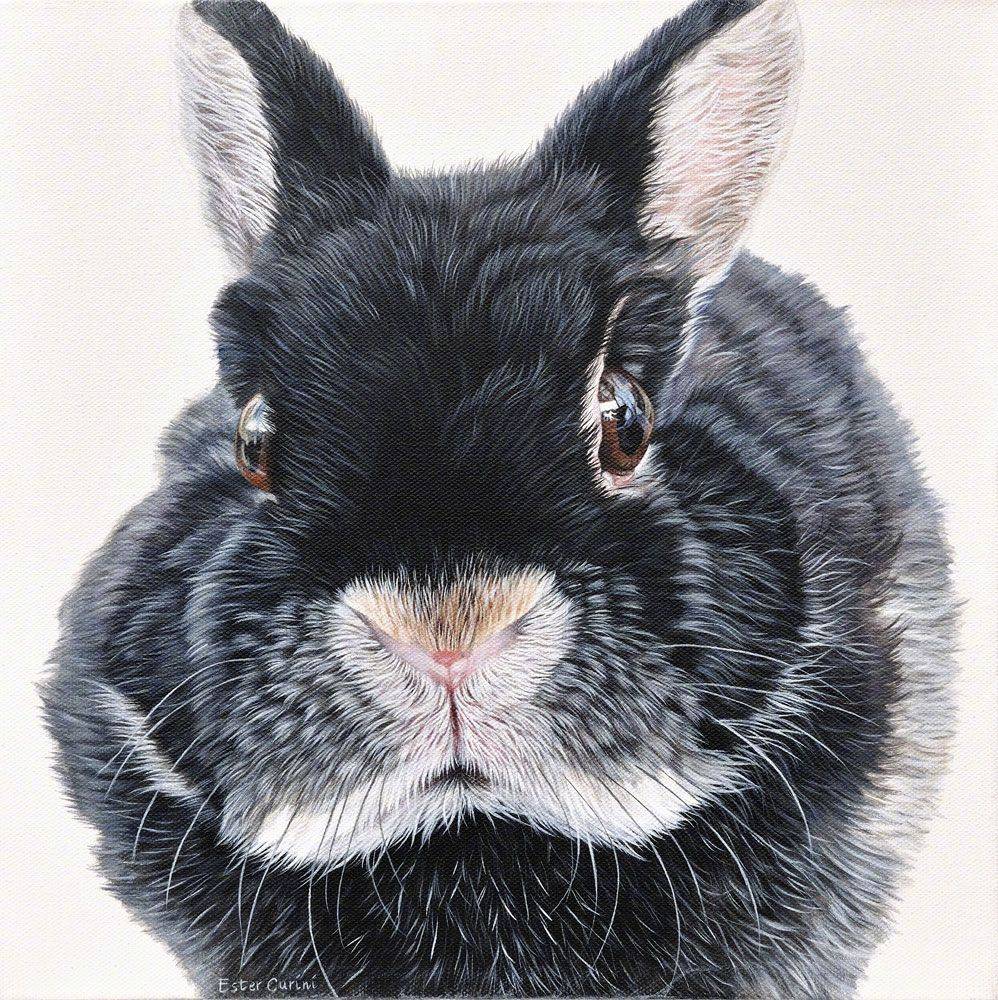 画家 Ester Curini 画笔下的动物-搜狐大视野-搜狐新闻