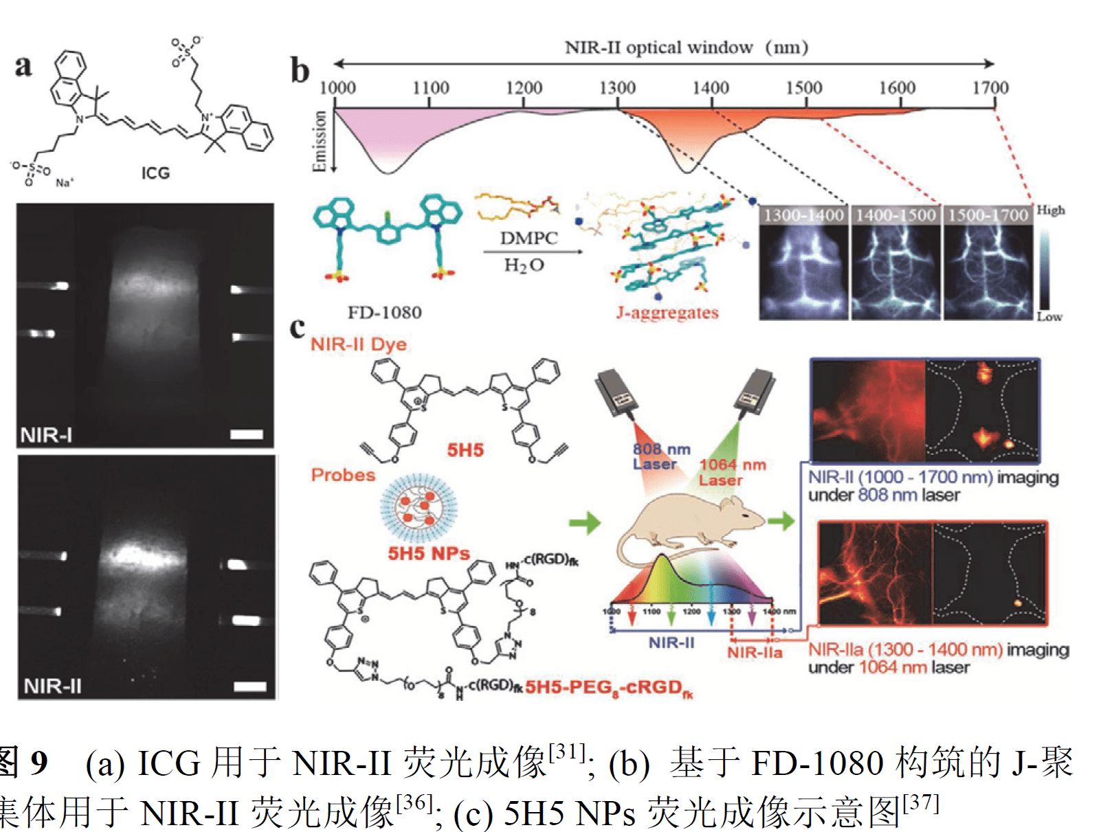【NIR-II近红外二区荧光成像】NIR-II近红外二区荧光成像中有机小分子荧光探针_领域_组织_生物