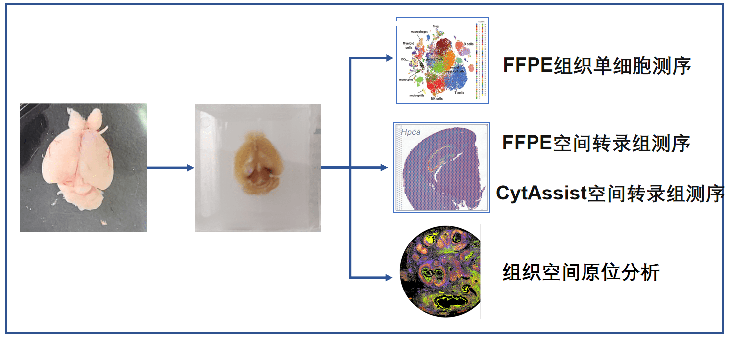 【易研科技】10x Genomics FFPE样本单细胞转录组+空间 ...|名表|巨奢网