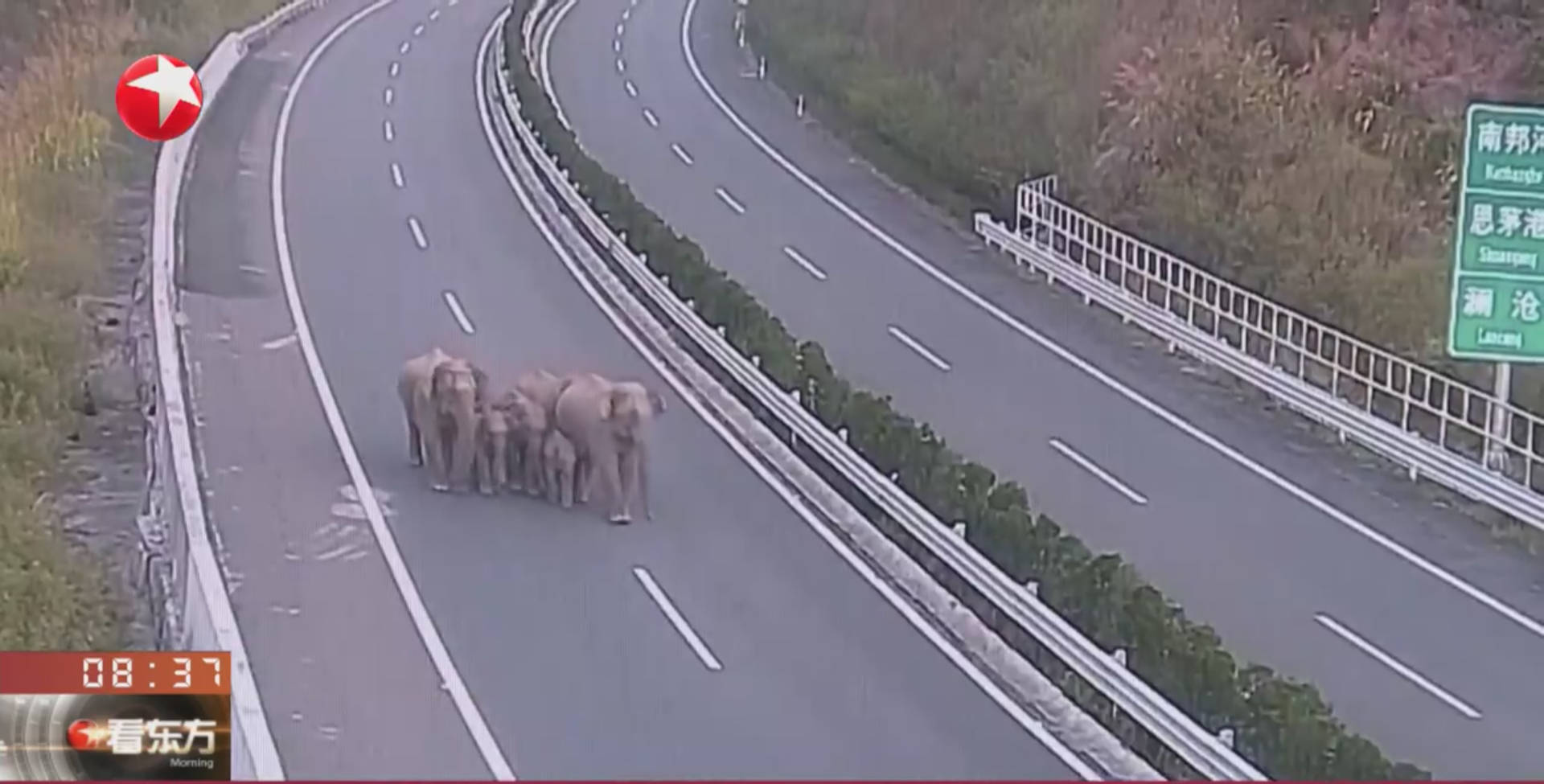 云南野象组队逛高速 测速牌显示17km/h-搜狐大视野-搜狐新闻
