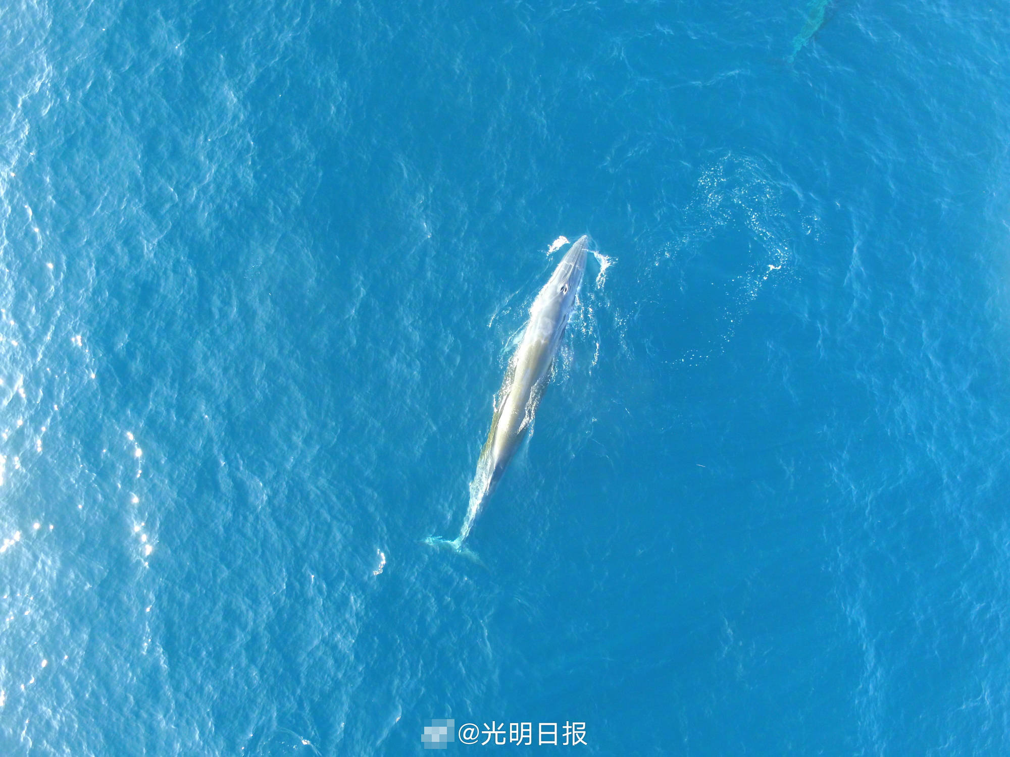 聚焦全国生态日：在涠洲岛观鲸是什么体验-搜狐大视野-搜狐新闻