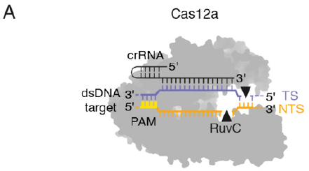 分子剪刀：基因编辑文章解读（二） ——分子检测利器：Cas12 vs Cas13_单链