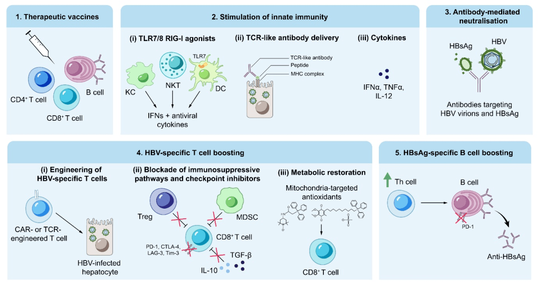 HBV表面抗原清除：免疫机制、临床影响及药物研发重要性_HBsAg