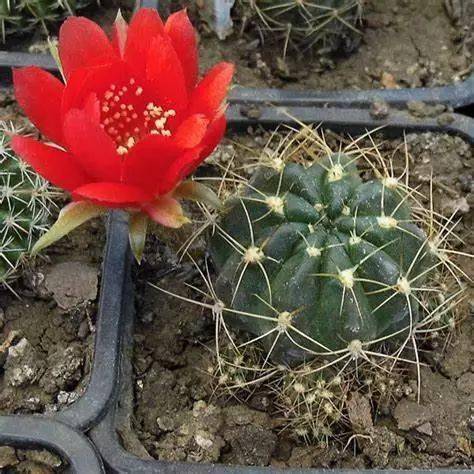 物种日历 | 喜欢阳光的仙人掌科丽花球属（Lobivia）_aurea