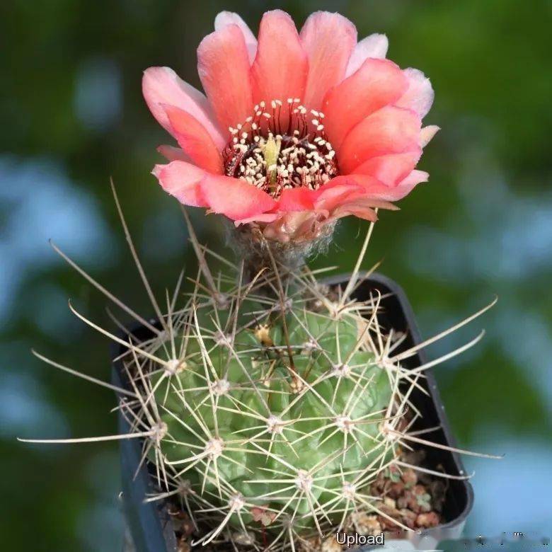 物种日历 | 喜欢阳光的仙人掌科丽花球属（Lobivia）_aurea