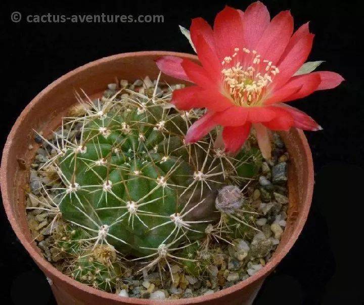 物种日历 | 喜欢阳光的仙人掌科丽花球属（Lobivia）_aurea