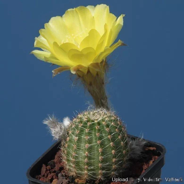 物种日历 | 喜欢阳光的仙人掌科丽花球属（Lobivia）_aurea