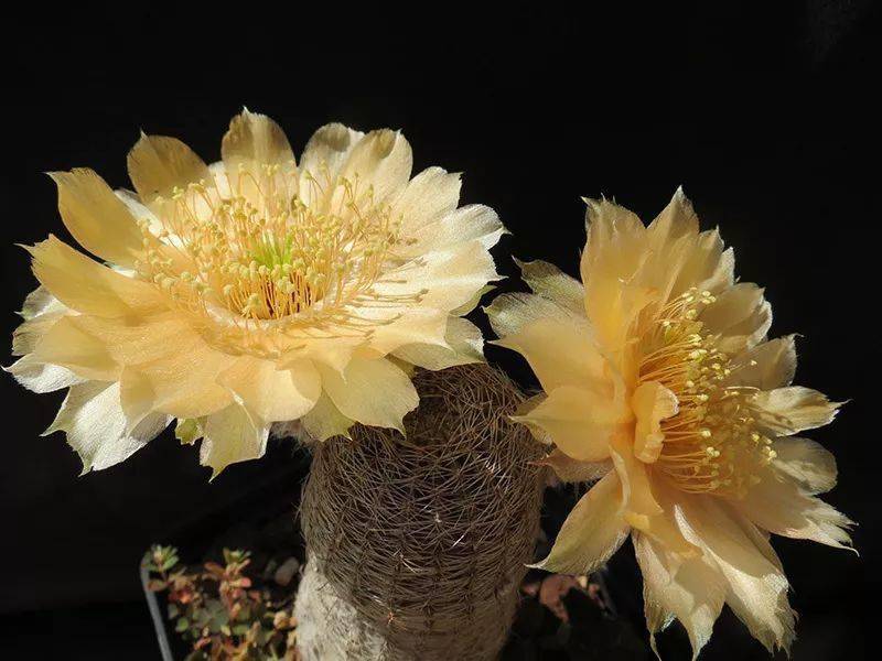 物种日历 | 喜欢阳光的仙人掌科丽花球属（Lobivia）_aurea