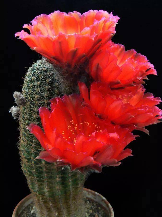 物种日历 | 喜欢阳光的仙人掌科丽花球属（Lobivia）_aurea