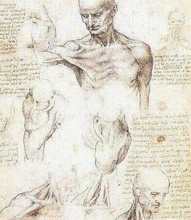 细看达芬奇的一生，牛到完全不像人类_人体