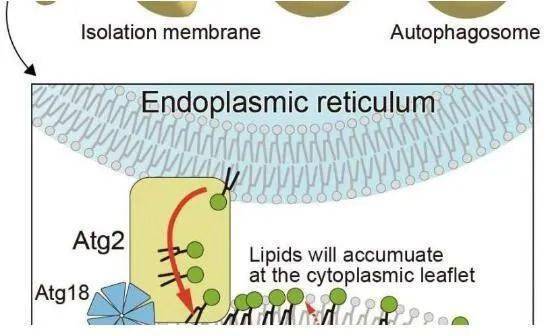 Nature子刊：揭秘一种未知蛋白在细胞自噬过程中所扮演的关键角色_Atg