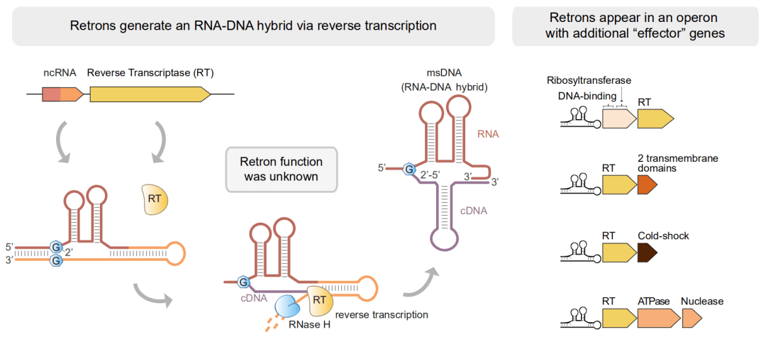 CRISPR的诺奖是否发早了？Cell论文揭示细菌的另一种防御系统，有基因编辑潜力-搜狐大视野-搜狐新闻