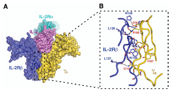 IL-2/IL-2R研究简史及药物开发（致敬经典，开启新的十年）_文献