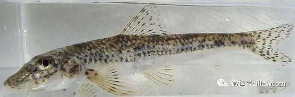 中国淡水鱼类图鉴（二）_评估