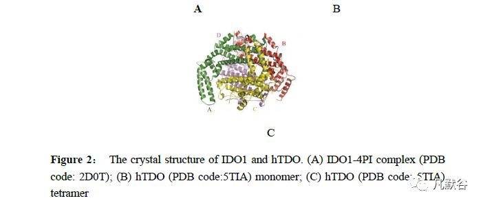 基于靶标IDO1、TDO 的抑制剂研究进展_免疫