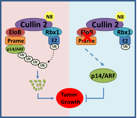 龙华医院贾立军研究员团队揭示CRL2-Prame泛素连接酶复合体介导抑癌蛋白p14/ARF降解调控肿瘤发生新机制_Cullin-RING
