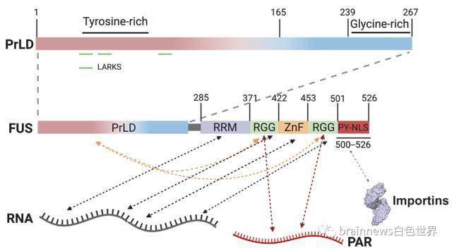 重磅综述：神经退行性疾病研究热点——FUS和TDP-43_分子