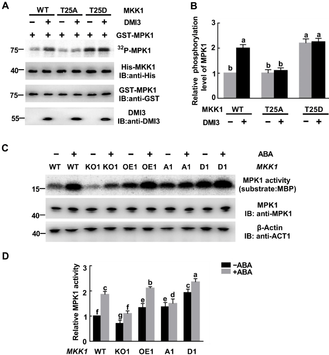 南京农业大学蒋明义团队揭示ABA信号转导中MAPK级联激活的新机制_Thr-