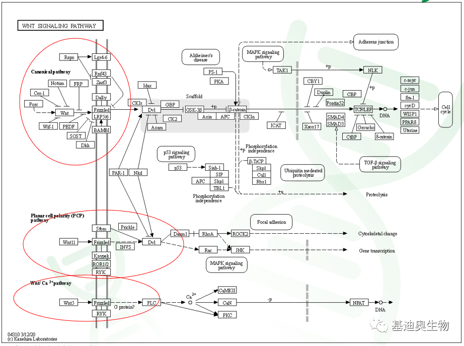 影响细胞分化的通路—Wnt信号传导通路（上）_kegg