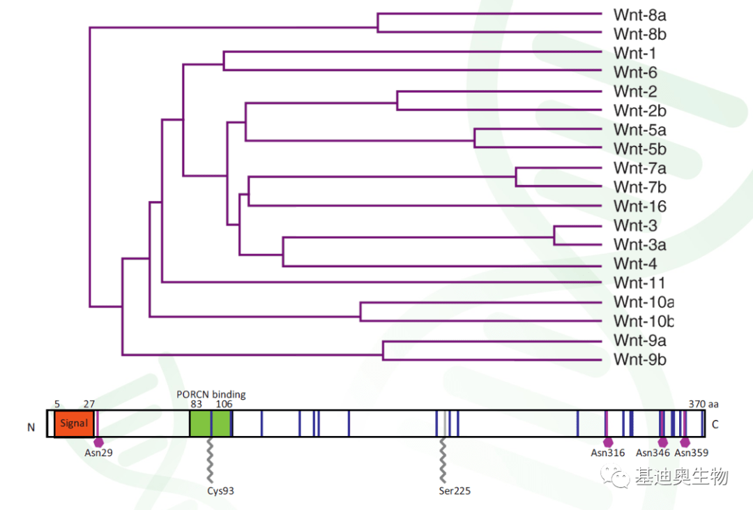 影响细胞分化的通路—Wnt信号传导通路（上）_kegg