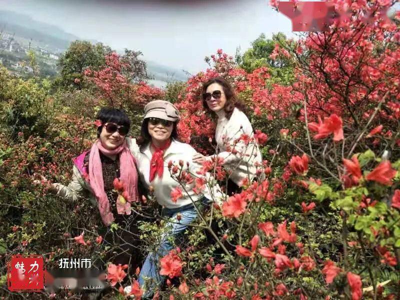 刚拍回来的！抚州这里的野杜鹃花海惊艳绽放！（附视频）_映山红