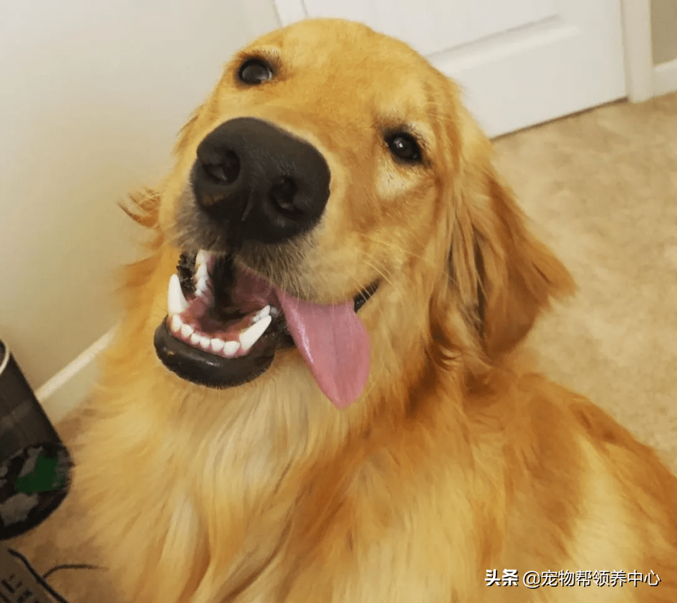 为了爱犬，爸爸神级建造超豪华的狗宅：这一定是都市丽狗标配_Teddy