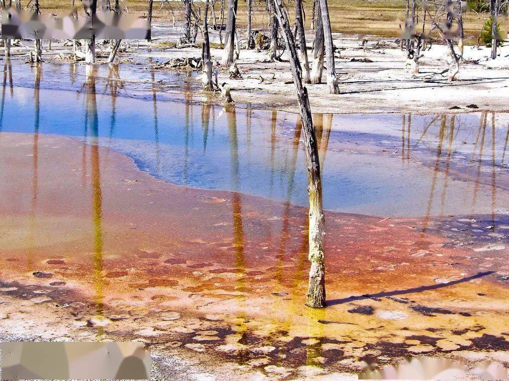 暨南大学科研人员首次破解东海原甲藻的翻译组，发现用极低成本的方法就能有效压制赤潮爆发_海洋