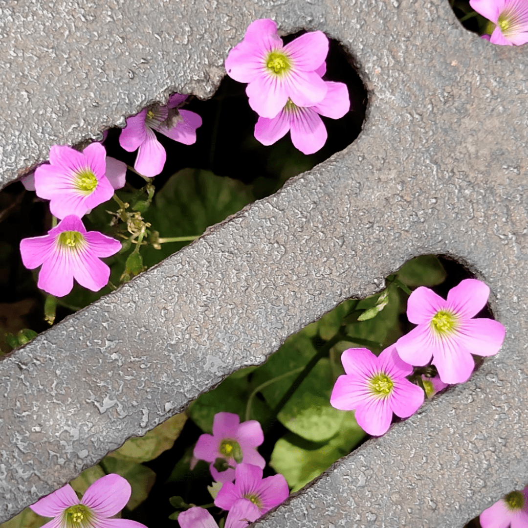 活力外院｜Spring Memories 摄影大赛_英语