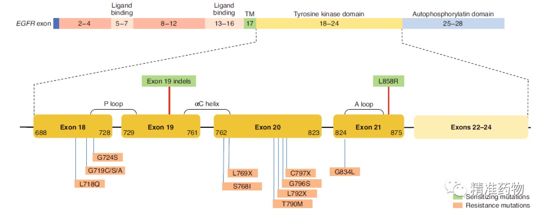 非小细胞肺癌中EGFR抑制剂耐药的最新进展_奥西