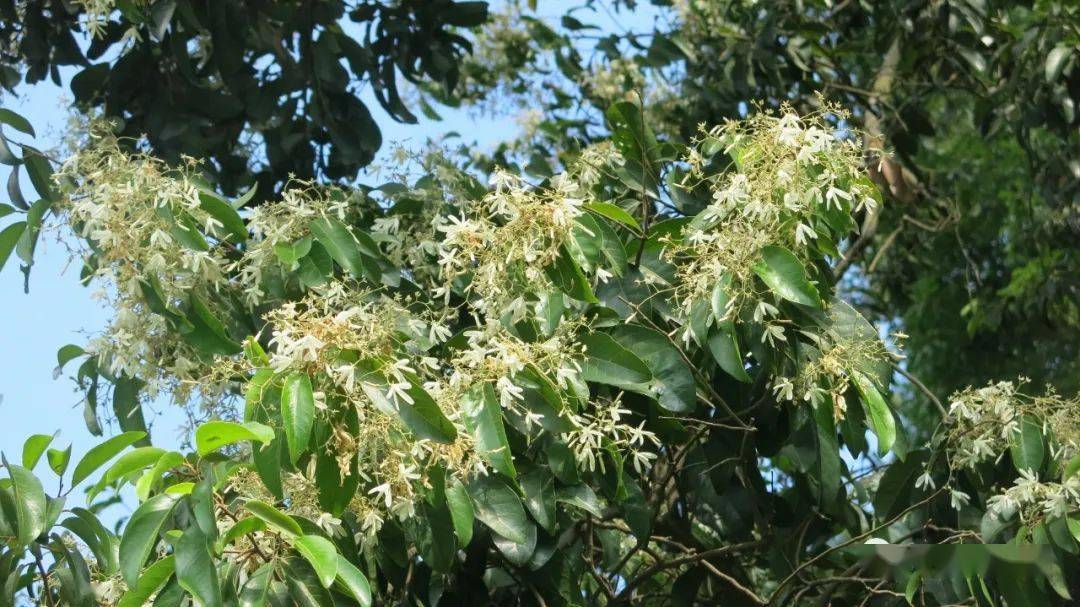 龙脑熏香话青梅_香科