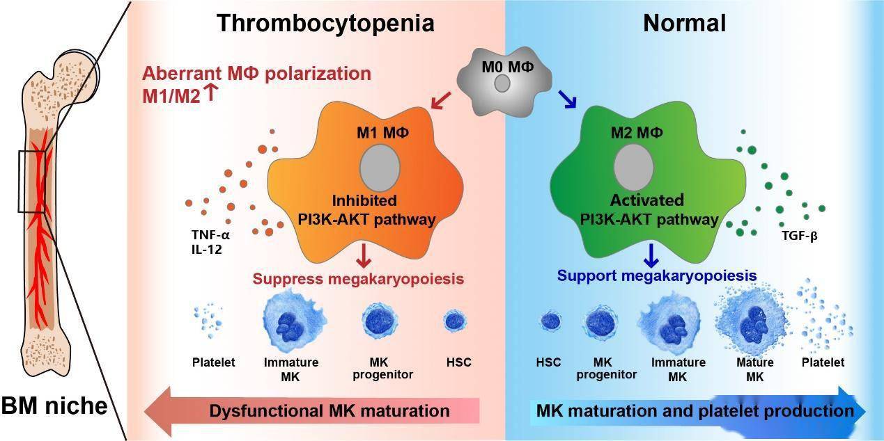 重磅！北大人民医院黄晓军团队发现血小板减少症的关键治疗靶点_移植