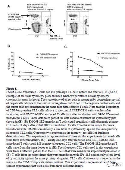 抗CD19的构建和临床前评估_细胞