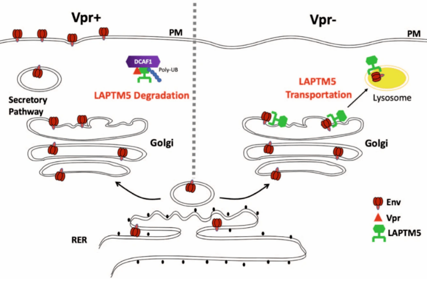 前沿 | 揭开存在20余年的''Vpr谜团''！中国医科大学尚红院士团队艾滋病毒新研究来了_宿主