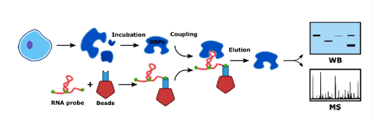 RNA pull-down的秘传绝技，一口气都告诉你！_实验