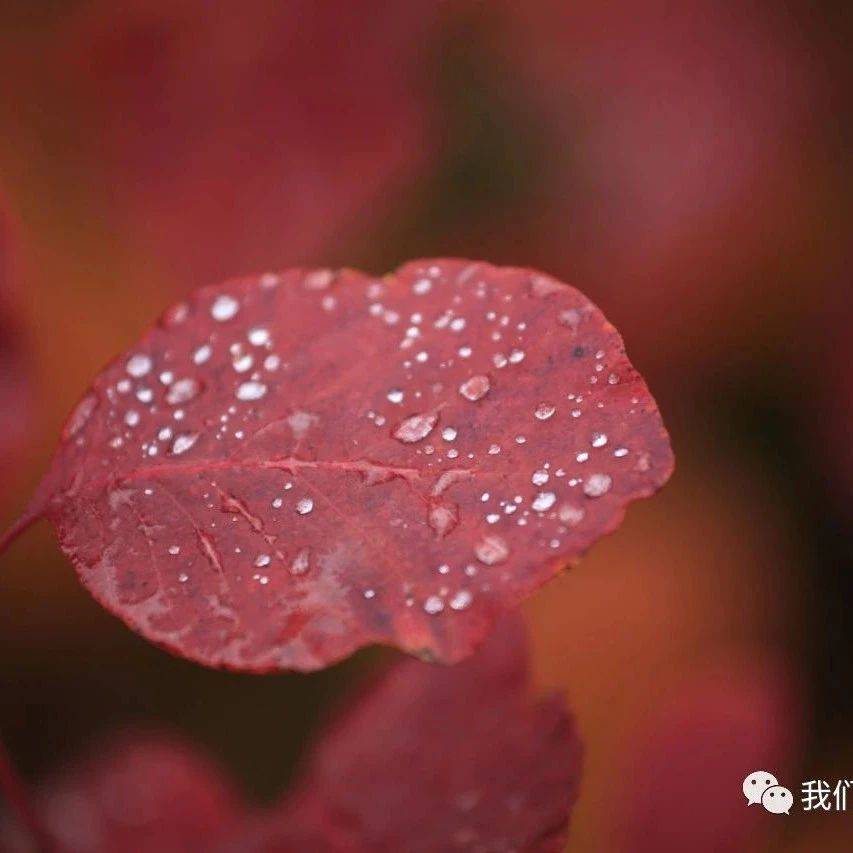 诗词丨愿你岁月无波澜,只生欢喜不生愁生活